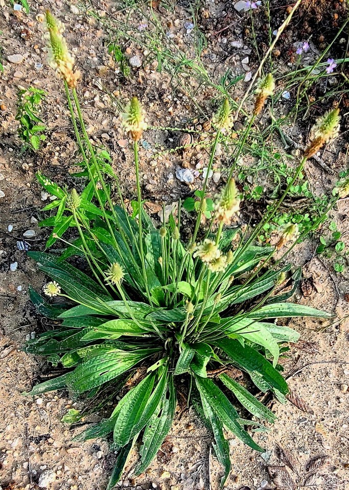 100++ Plaintain (Plantago Lanceolata) English Plantain, Medicinal ...
