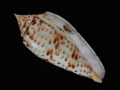 Sea shell Conus pretiosus f.phuketensis 70.8mm ID#5560 | eBay