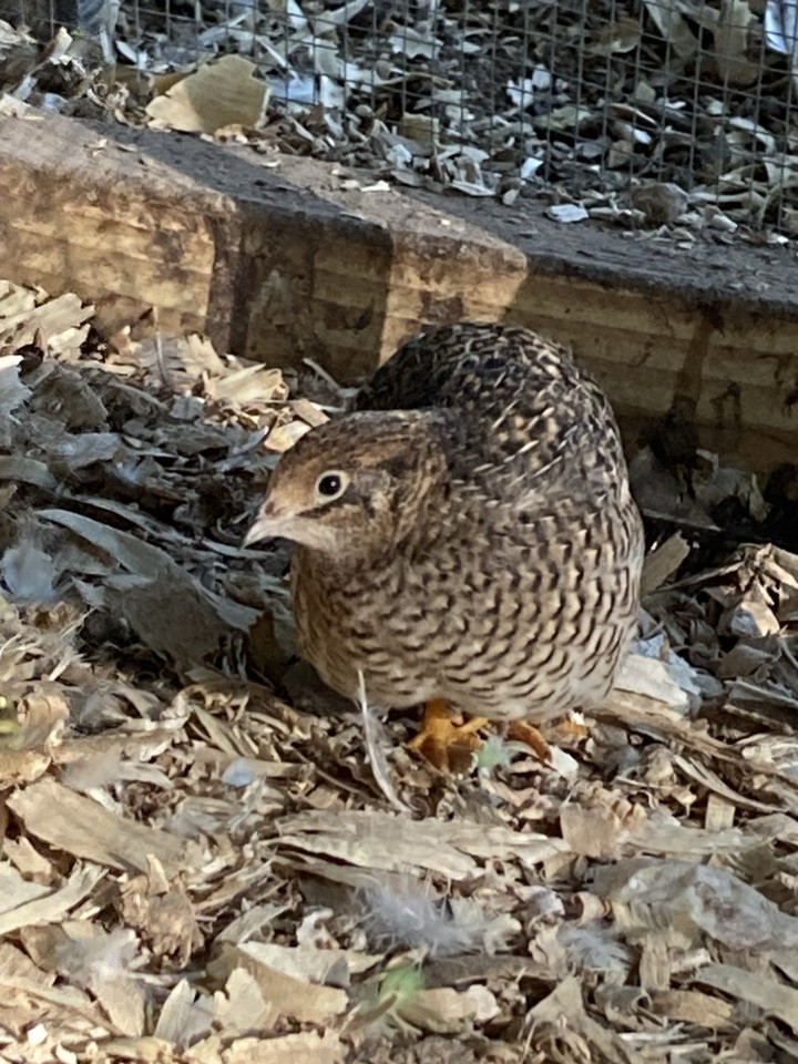 6 Pack-Mystery Box-Rainbow Button Quail Hatching Eggs! (Multiple Quail ...