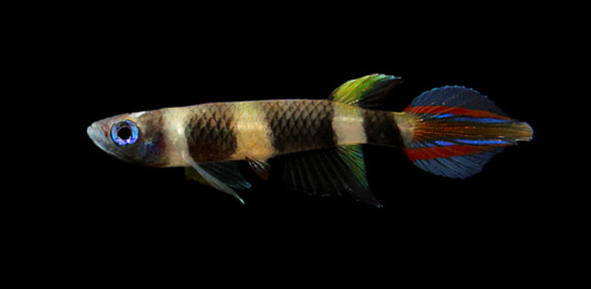 Killifish for sale >> killi.co.uk