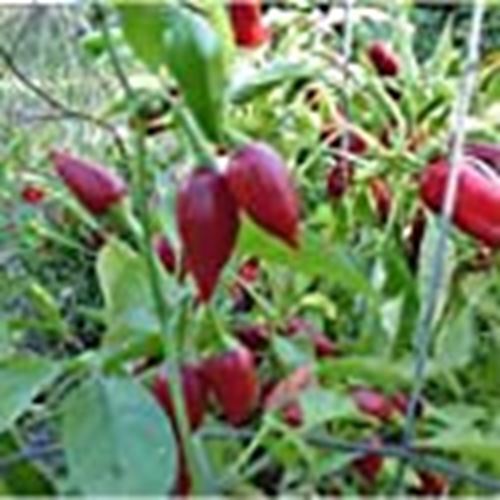 Inca Red Drop Hot Peppers Seeds (((25 Seed Packet))) (More Heirloom ...