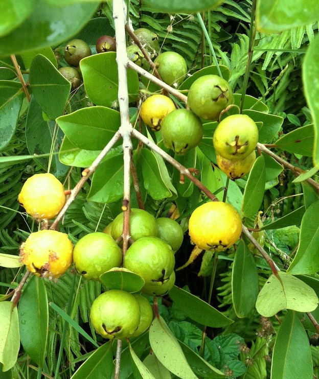 WILD GUAVA tropical fruit Psidium pink hawaiian guayaba cimarrona seed ...