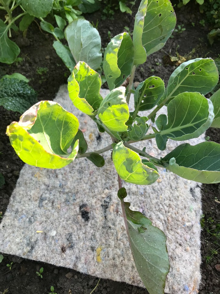 Wool Slug Repellent / Multi Purpose Roll | eBay UK