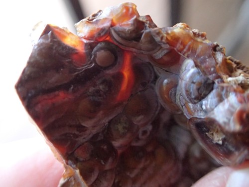 Botryoidal Fossil Coral Geode Fragment GA Agate Specimen Cabbing Sea ...