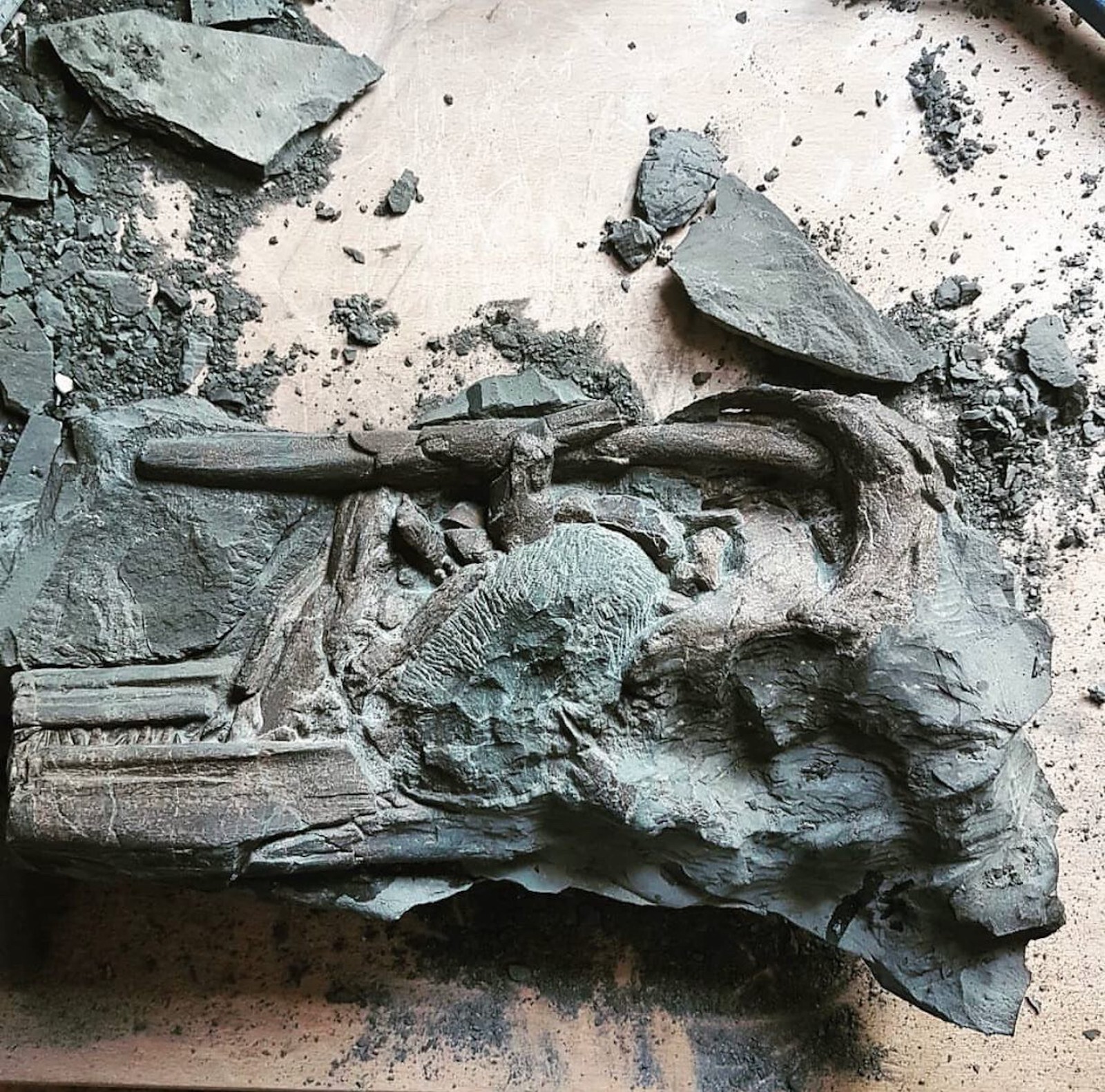 LARGE! ICHTHYOSAUR DINOSAUR FOSSIL ICHTHYOSAURUS MARINE REPTILE WALL ...