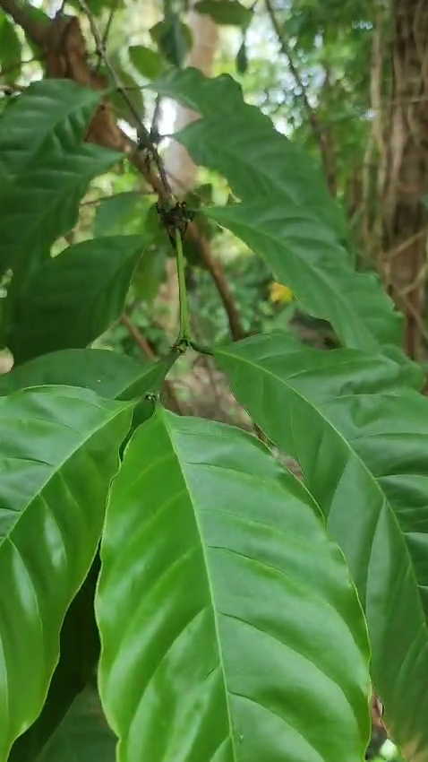 Dried Coffee Leaves Kaffee Ceylon Tea Joe Brew Cup o' Joe Java juice 50 ...