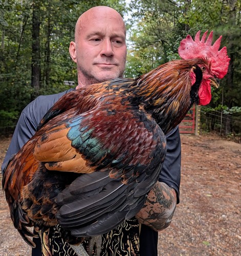 6 Large Brahma Barr Lvndr Partridge Blue Splash Blk Buff Dark Whte ...