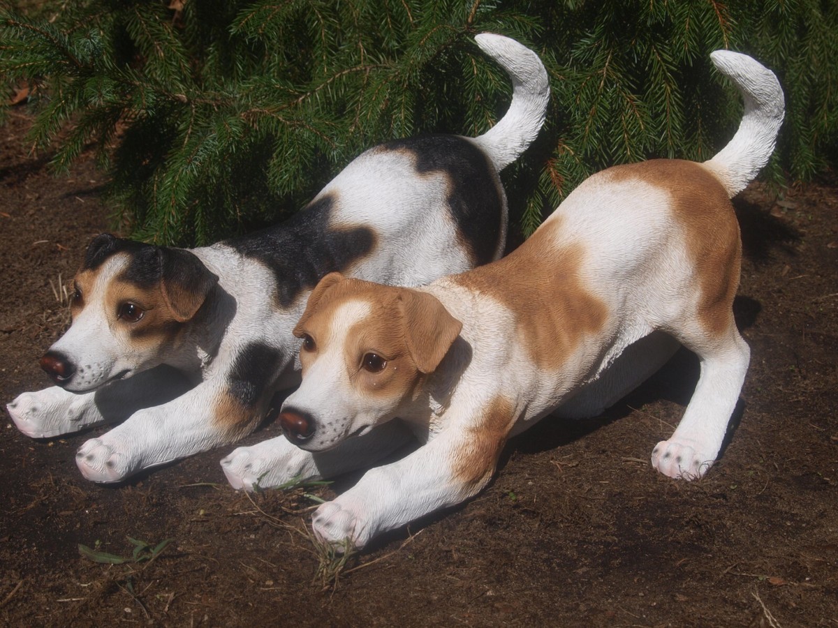 Pomeranian Beagle Mix Welpen