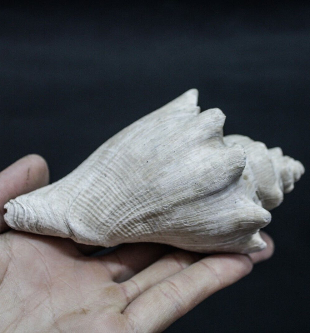 240GR Natural Rough Strombus Mollusca Sea Shell Fossil Gastropoda | eBay