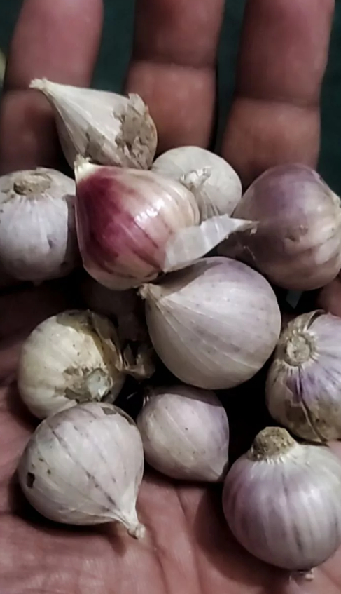 Single Bulbs Clove Garlic Solo Garlic, Heirloom Thailand Herbs 500g ...