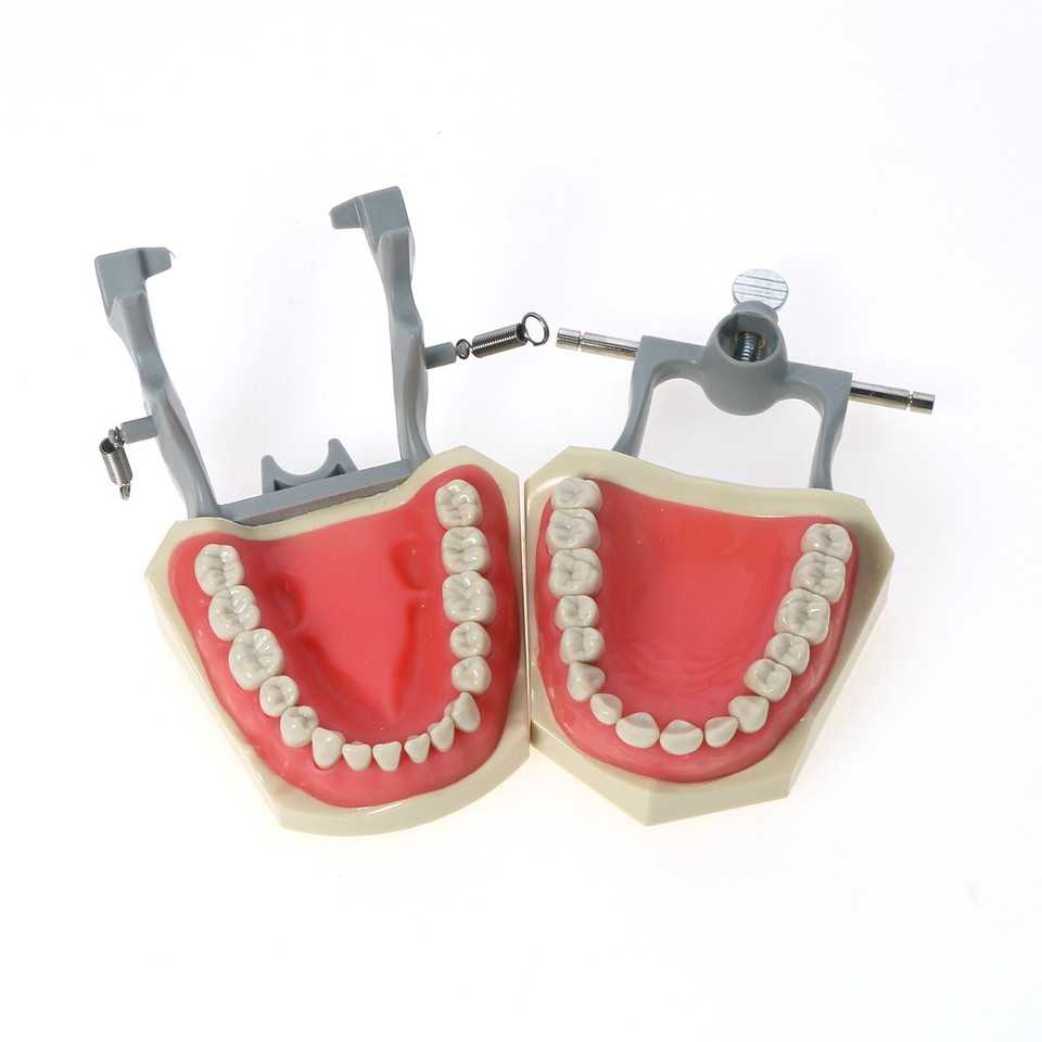 US Dental Columbia Dentoform 860 Type Typodont Model With 32Pcs ...