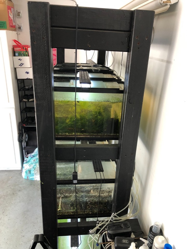 Fish and Shrimp Breeding Rack with 12 10-gallon tanks, lights, and more ...