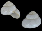 Xesta fulvizona balantensis - Shells from all over the World NEW ...