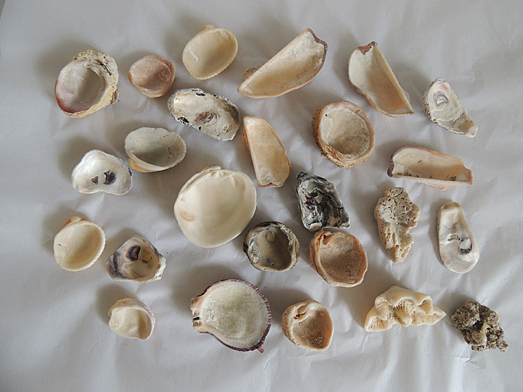 Vtg Decorative Natural Seashells Coral Fossils Shells.. Aquarium Beach ...