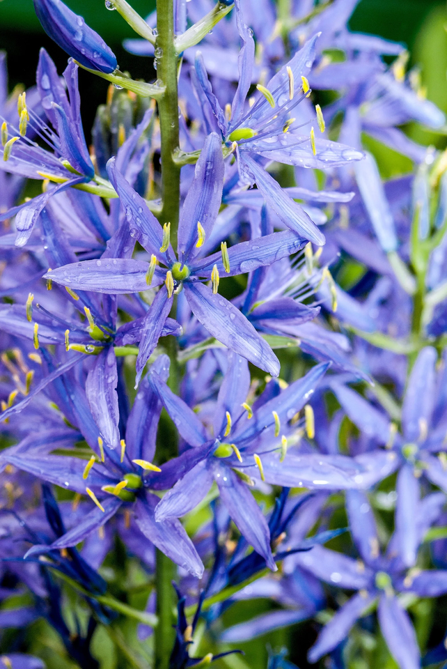 20 Blue LARGE CAMAS Camassia Leichtlinii Quamasia Great Camass Native ...
