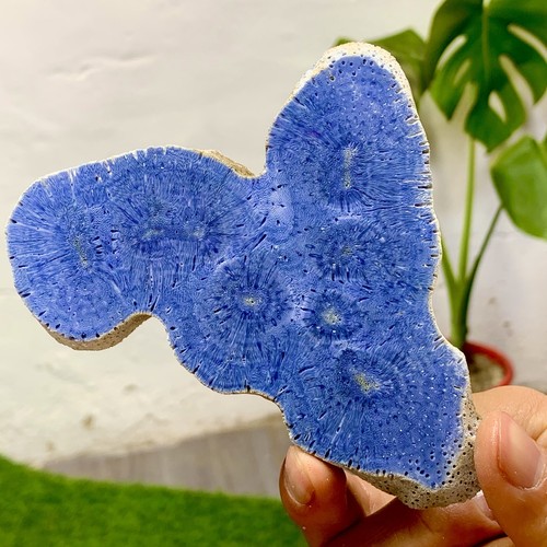 96G Natural Blue Coral Reef Cluster Marine Mineral Crystal Specimen | eBay