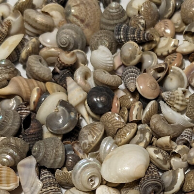 2 Oz Tiny Mixed Shells (1/4-5/8") - About 300 Shells in Gift Box | eBay