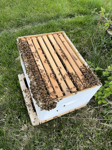 2024 Honey Bee NUC great way to get ahead for Spring 2025 - llozi.com