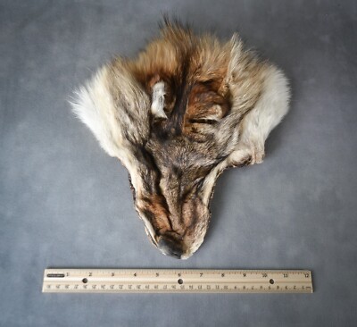 Eastern Coyote Head Hide - coywolf fur pelt face taxidermy - nice ...