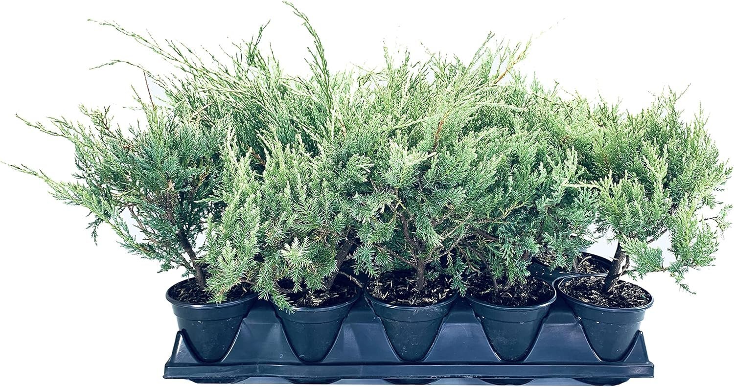 Blue Pfitzer Juniper | Live 4 Inch Pots | Juniperus Chinensis | Drought ...