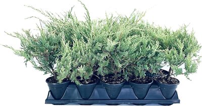 Blue Pfitzer Juniper | Live 4 Inch Pots | Juniperus Chinensis | Drought ...