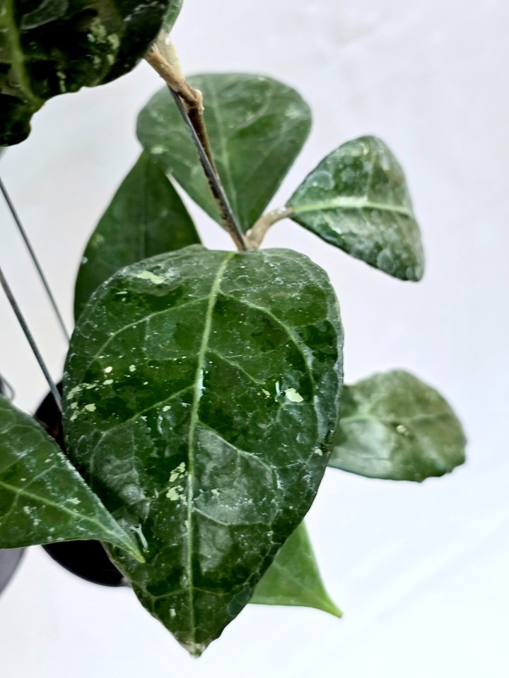 Hoya fish bone [2n6j011] 2 pots, 2 plants, 20-22 inches Rare!!! | eBay