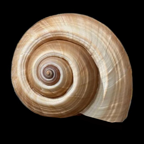 Large Natural Tonna Olearium Jumbo Seashell Brown Rare Real Beach Deco ...