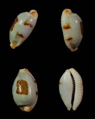 Cypraea, Bistolida stolida f. aureliae, Balabac Isl., Palawan, 25 mm ...