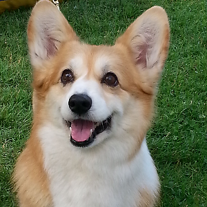 The Corgi Trove | eBay Stores