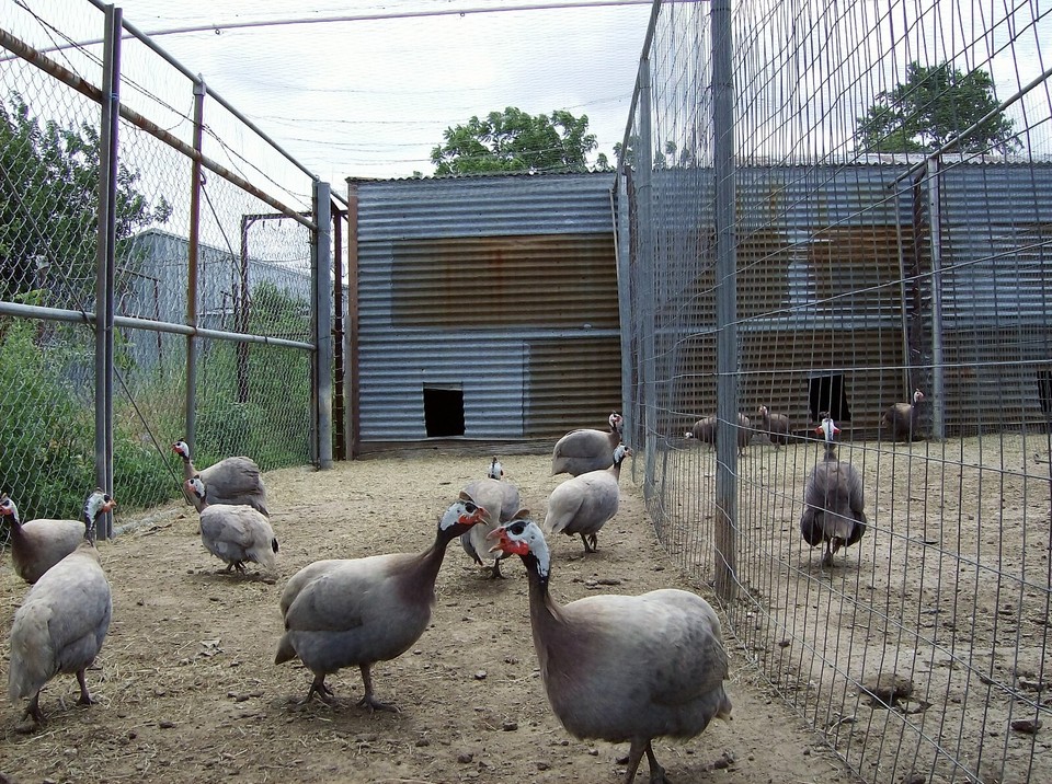 6 slate and 6 pinto Guineas Hatching Eggs | eBay