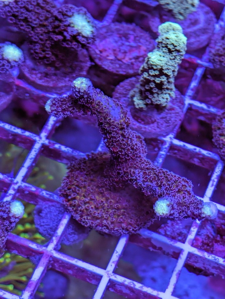 EASY SPS 6 PACK - Aquaculture Coral Frags- $100 | eBay