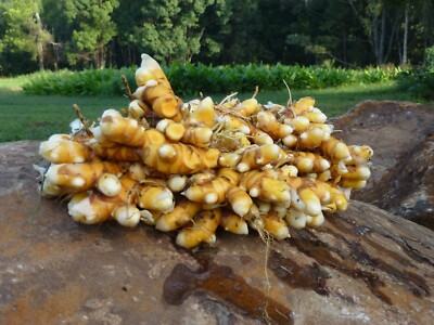 Turmeric Rhizome (Madras) Root Fresh Naturally Organically Grown 0.5kg ...