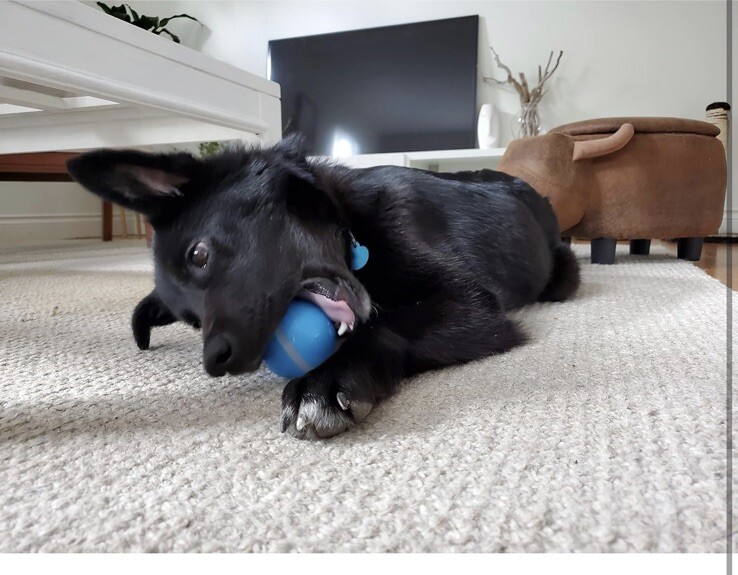 BarxBuddy Busy Ball Interactive Cat & Dog Toy - (Heavy Duty ...