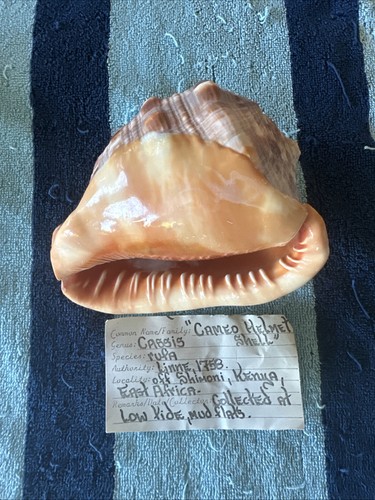 Nautical Cypraecassis Rufa Red Helmet Bull Mouth Sea Snail Shell | eBay