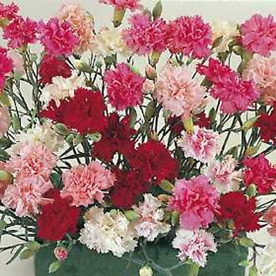 24 Scented Dianthus Spring Beauty Mixed Hardy Garden Pinks Perennial ...