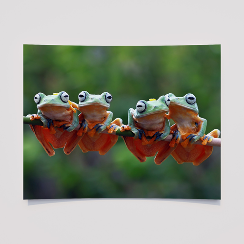Tree Frog Wall Art Print – Vibrant Nature Photography Poster - Jungle Vibes | eBay