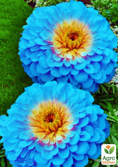 Blue Zinnia Flower