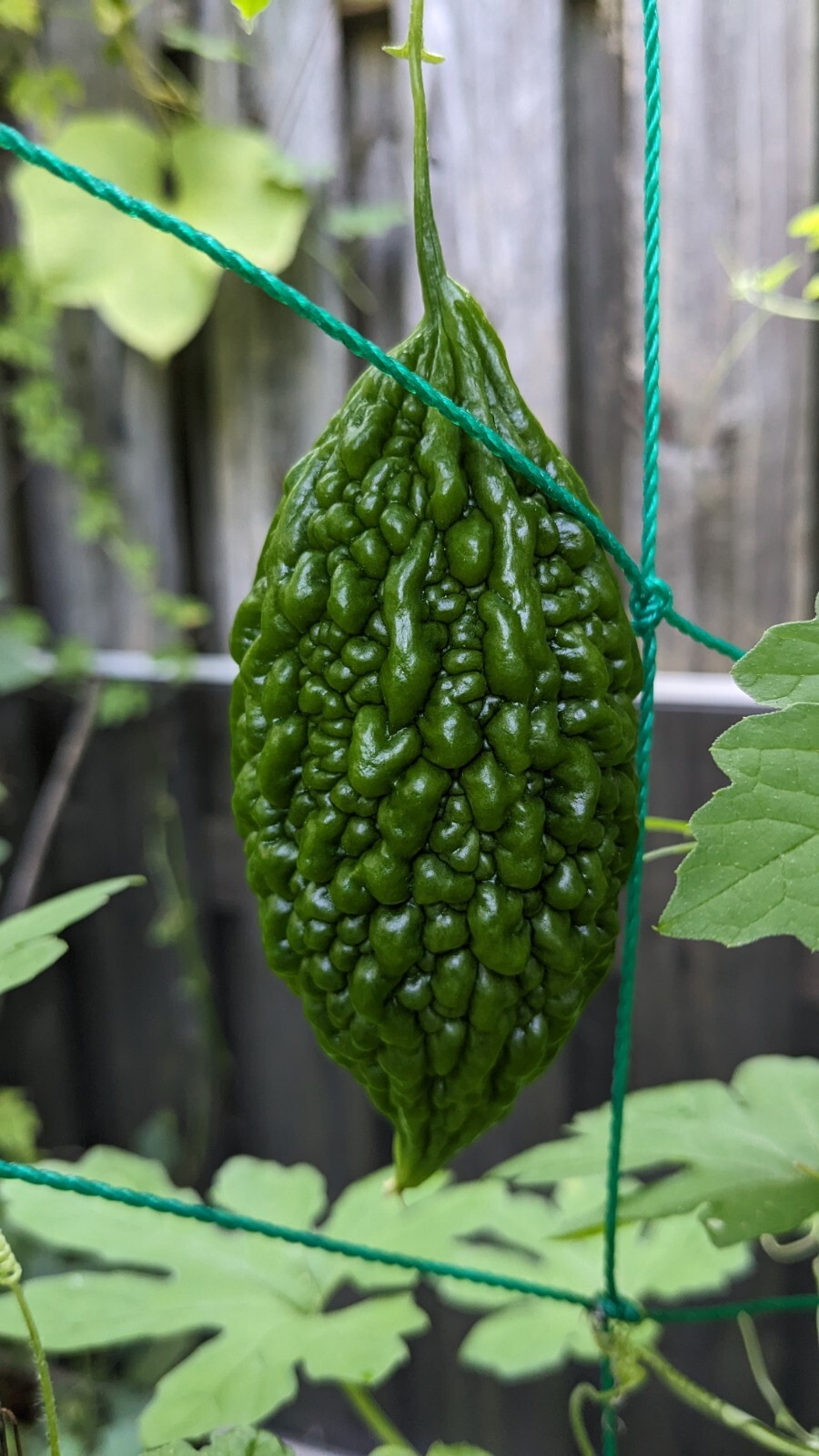 Mini Bitter Gourd Midi Pavakkai Karela Small Fruits India Type 10 Seeds ...