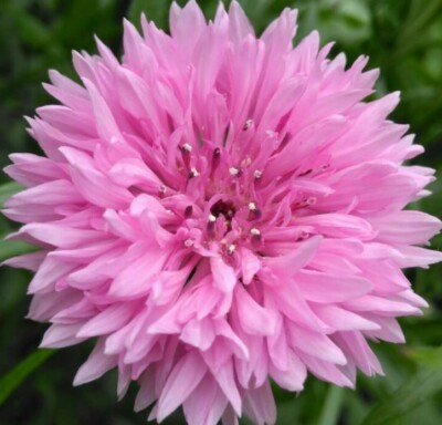 PINK CORNFLOWER SEEDS 200+ TALL PINK BACHELOR BUTTON wildflower Free ...