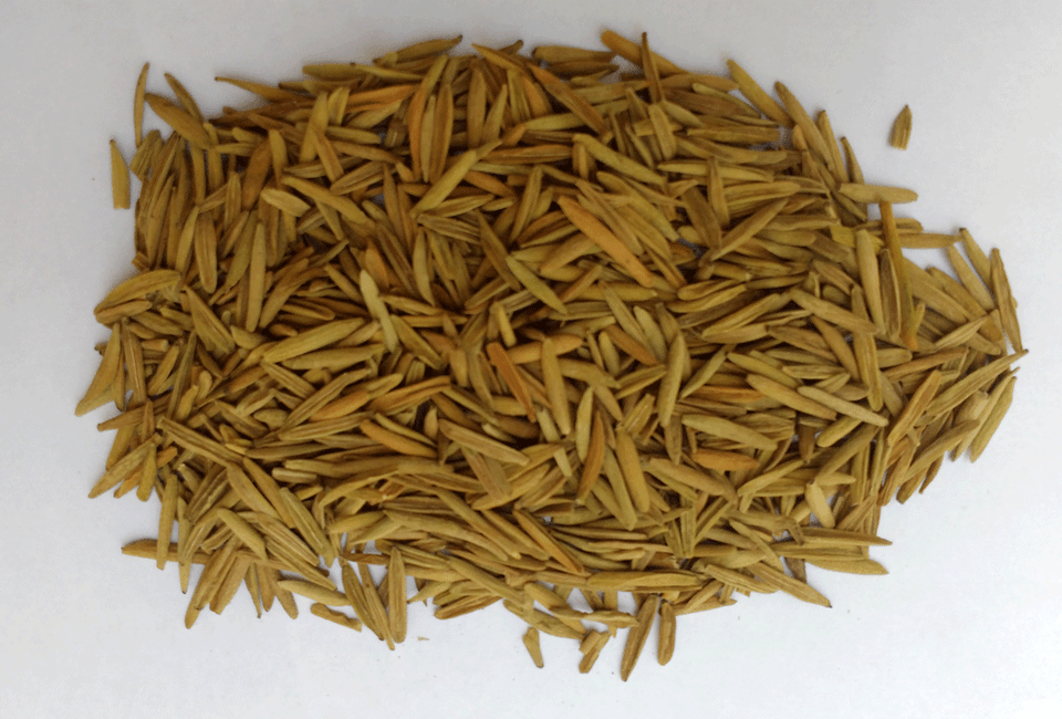 Bulk Indrajava Seed Wrightia Kutaja Kutaj Kuda Holarrhena ...