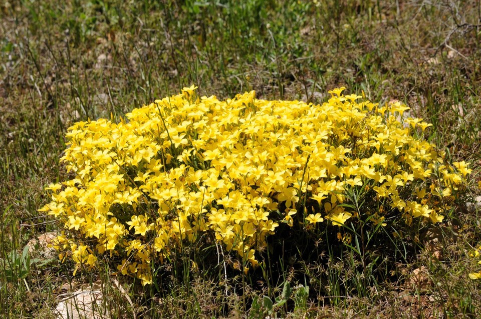 500 Organic GOLDEN FLAX Yellow Linseed Common Linum Flavum Flower Seeds ...