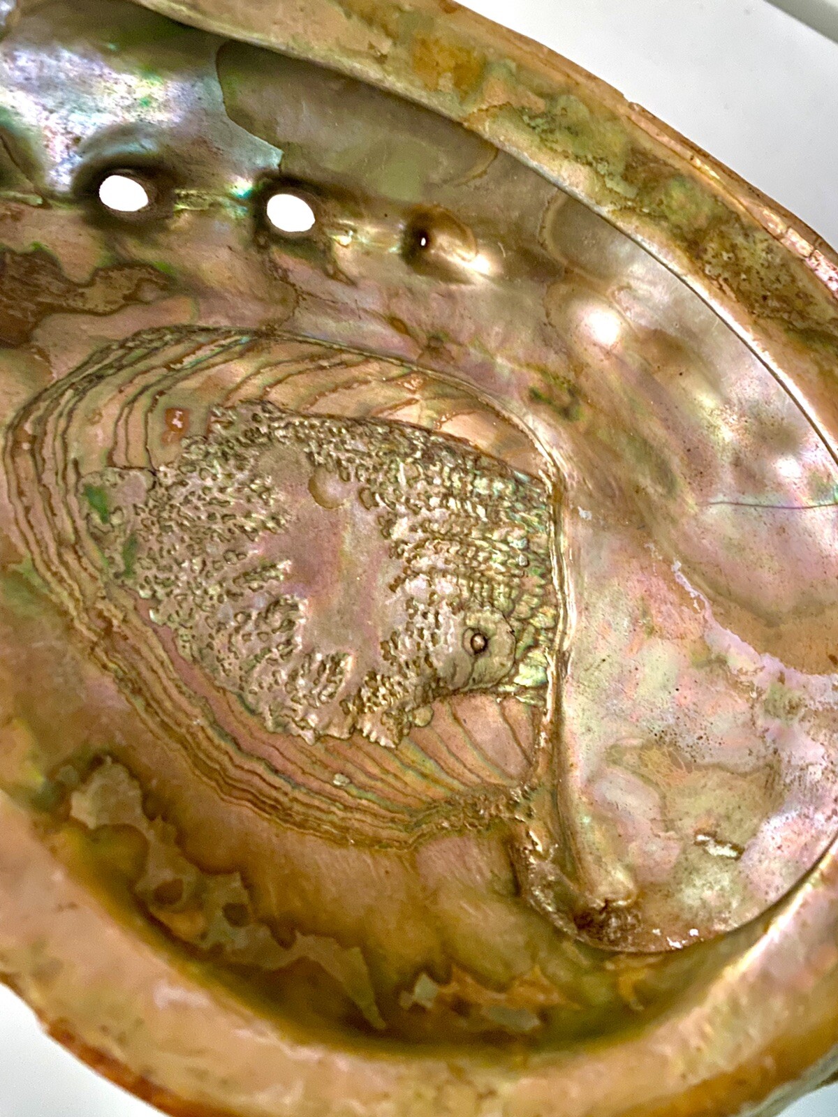 Natural Haliotis Rufescens Rare Red Abalone California 22CM 822g | eBay