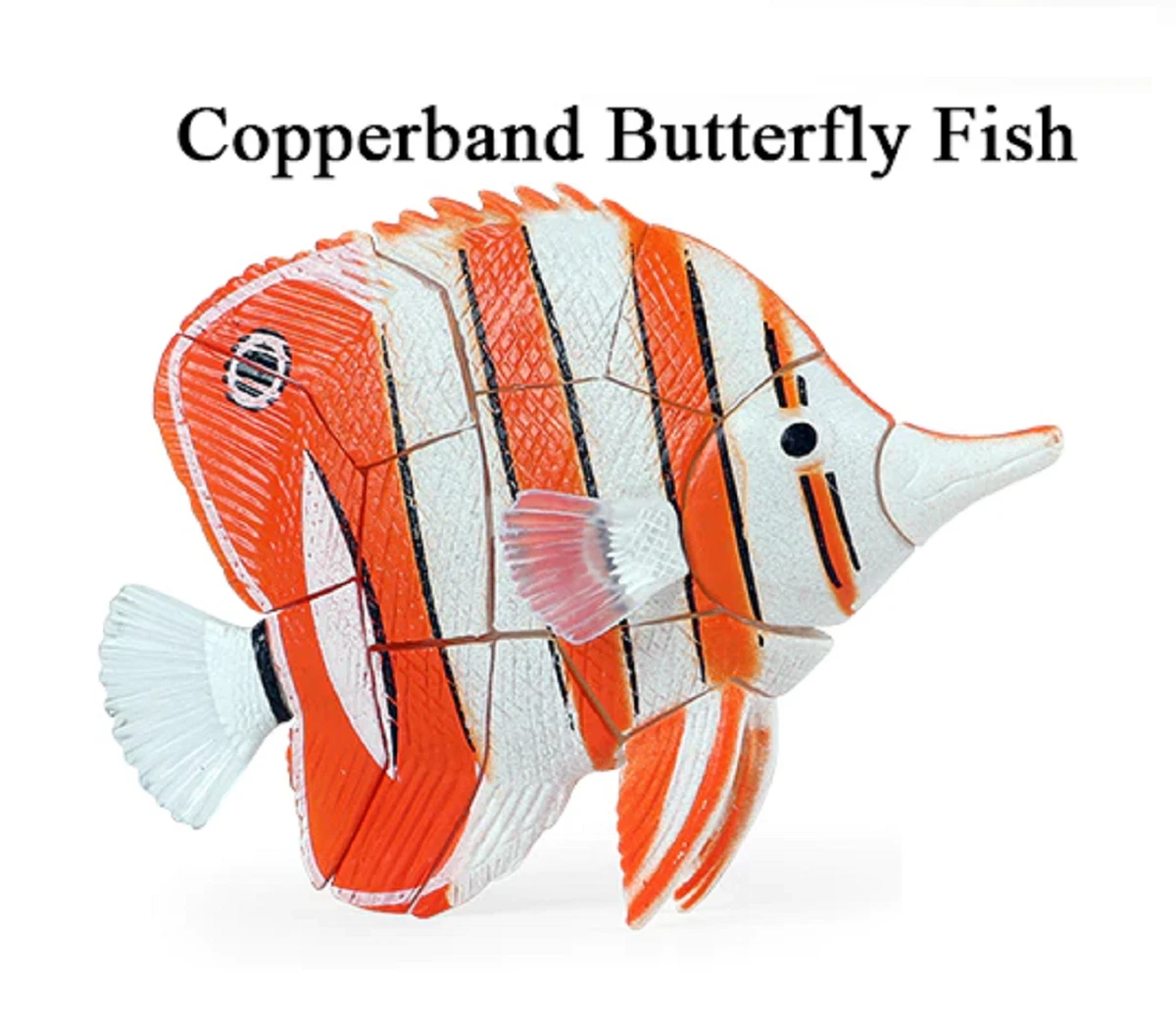 Copperband Butterfly