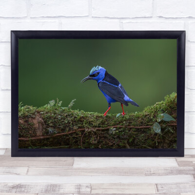 Little But Fierce Wildlife Nature Animals Blue Costa Rica Birds Art ...