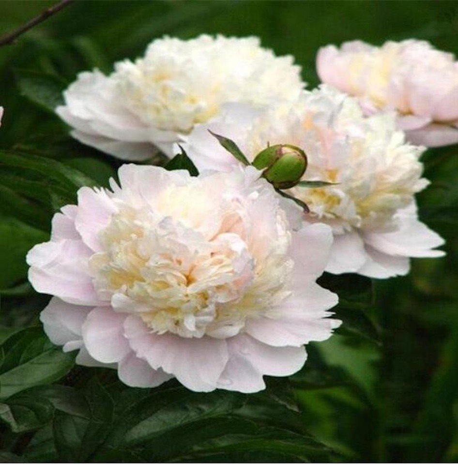 20 EXOTIC RARE PEONY SEEDS for garden flower beds plant bush USA SELLER ...