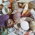 Shells Seashells, Beach Shells, Individual Sea Shells - Choice of Over ...