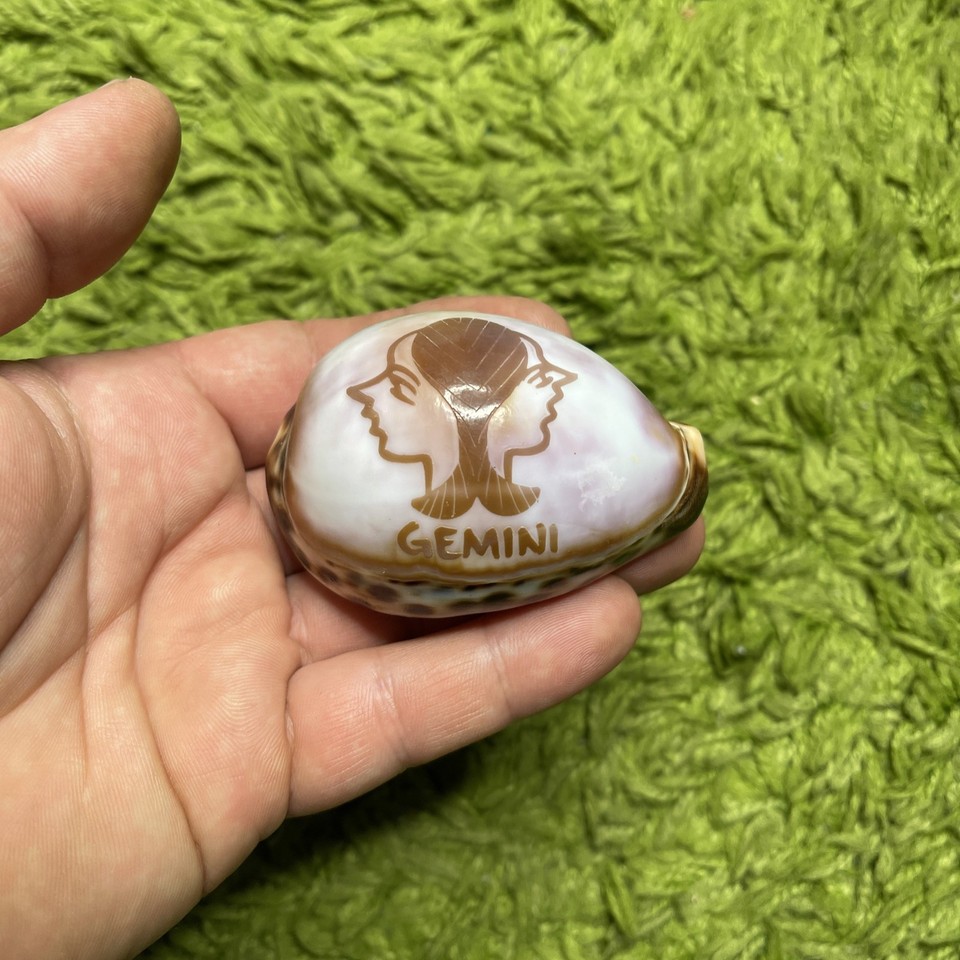 Carved Tiger Cowrie Shell Zodiac Gemini Cowrie Sea Shell - Carved ...