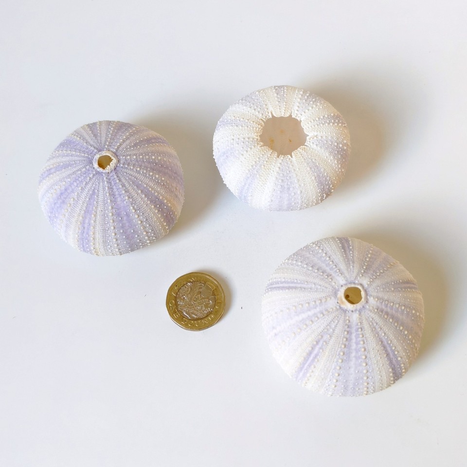 2 pcs Natural Purple Sea Urchin Shells Beach Coastal Home Decor Crafts ...
