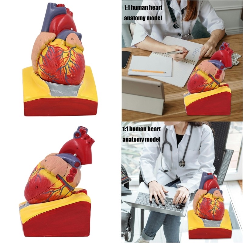 1:1 Human Body Heart Model Anatomically Numbered Heart Medicals Model ...