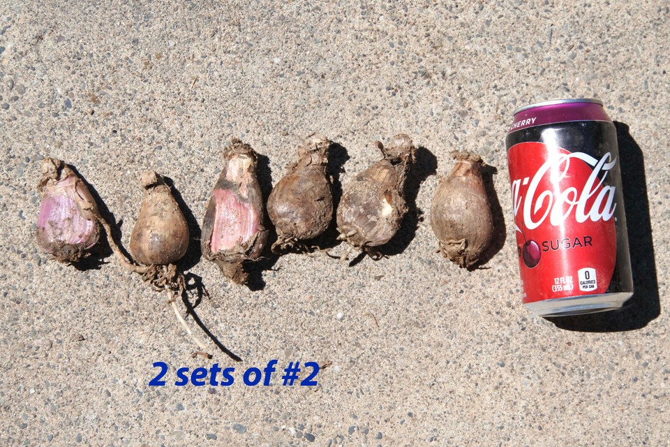 Set of 2 or 3 Amaryllis Belladonna Bulbs Lily Pink Naked Ladies Plant ...